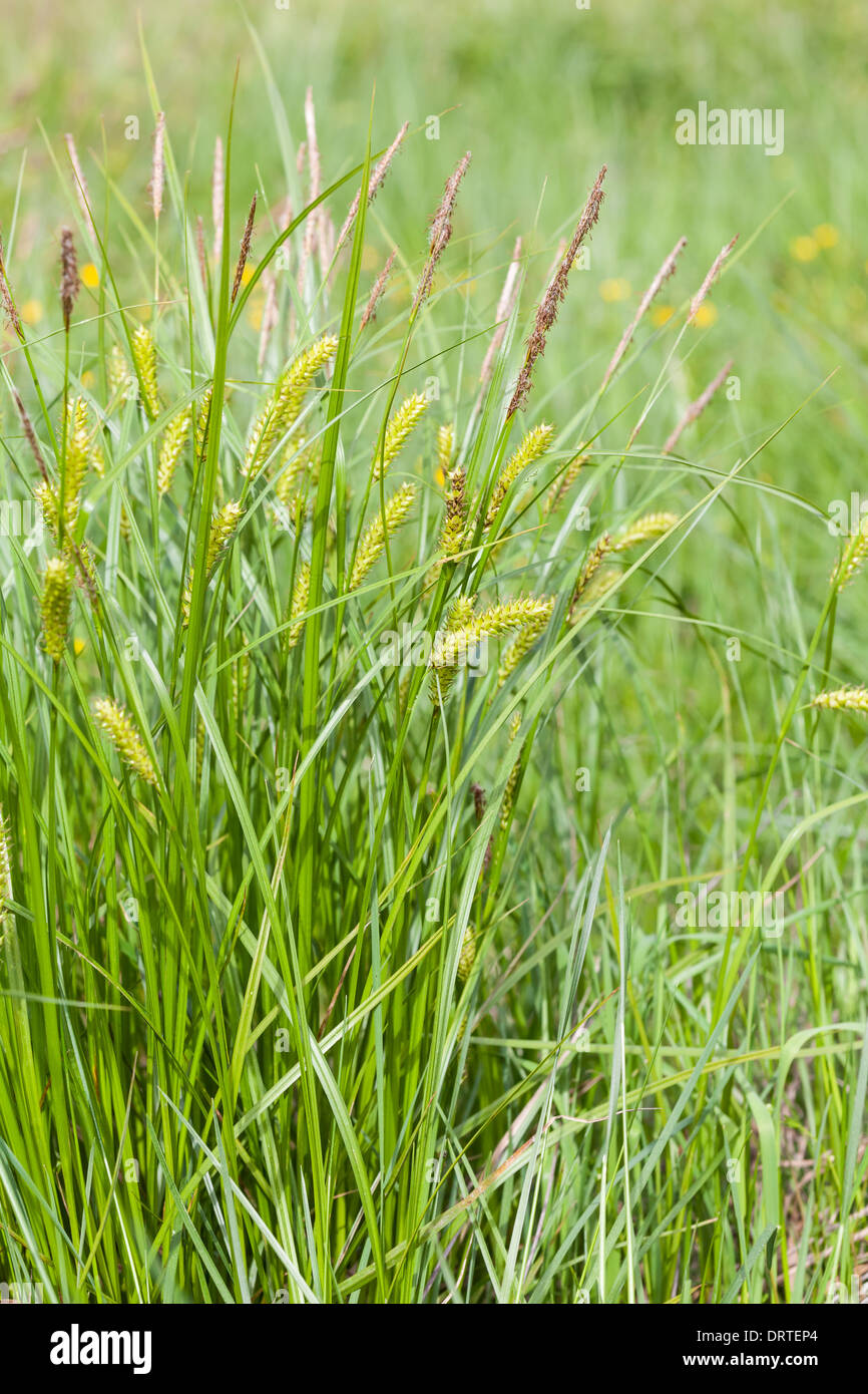 Carex plants hi-res stock photography and images - Alamy