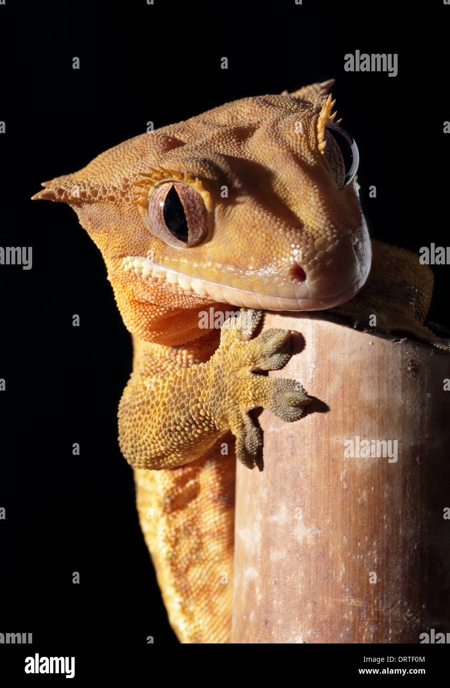 A new Caledonian crested gecko (Rhacodactylus ciliatus) clinging on a ...