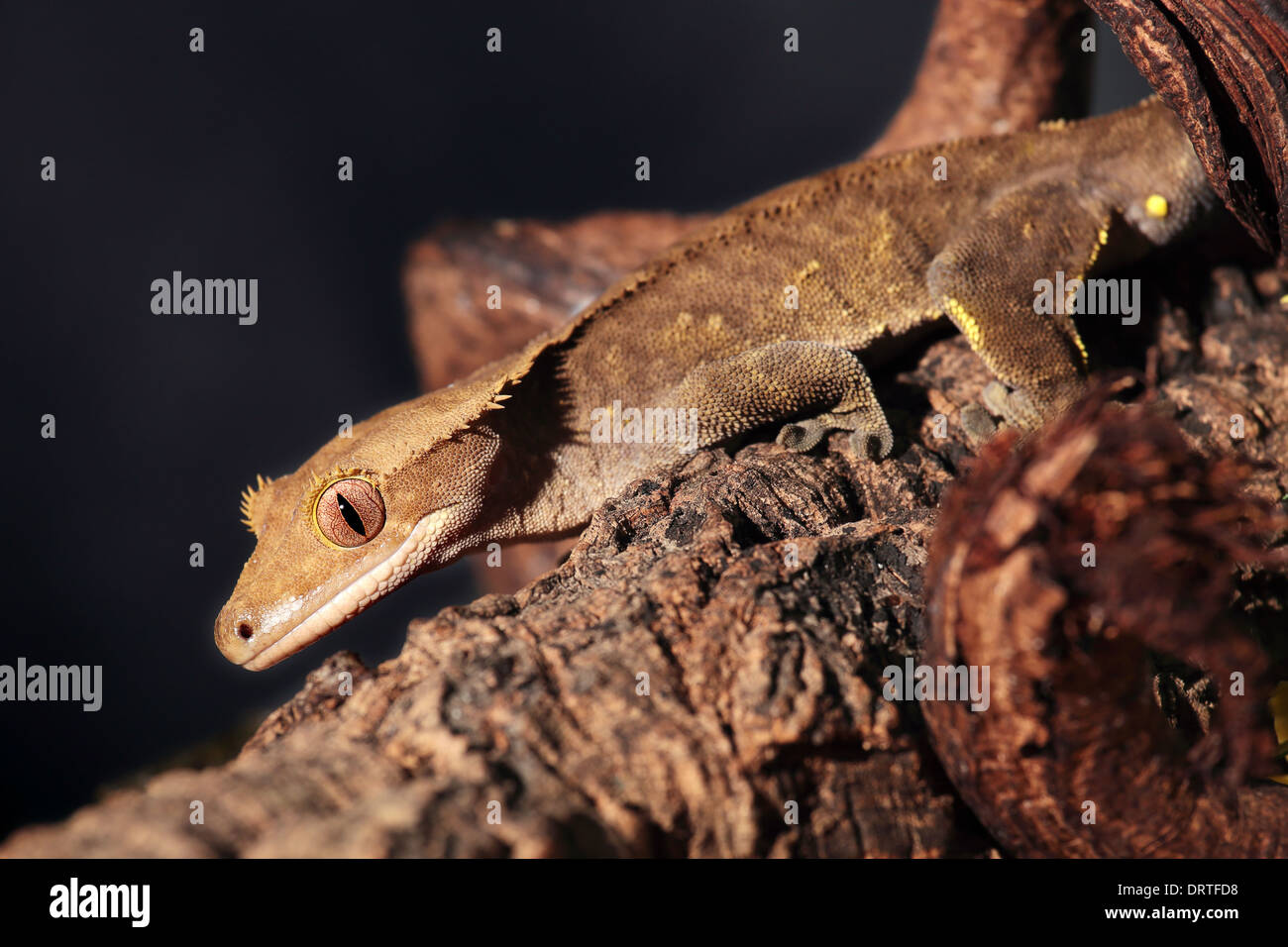 Side view of a new Caledonian crested gecko (Rhacodactylus ciliatus) on ...