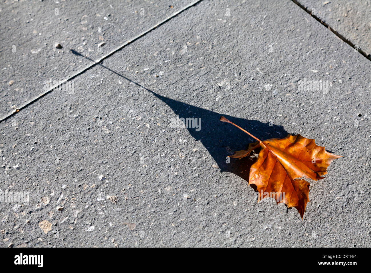 Dry red Sycamore leaf casts long shadow on gray concrete walkway Stock ...
