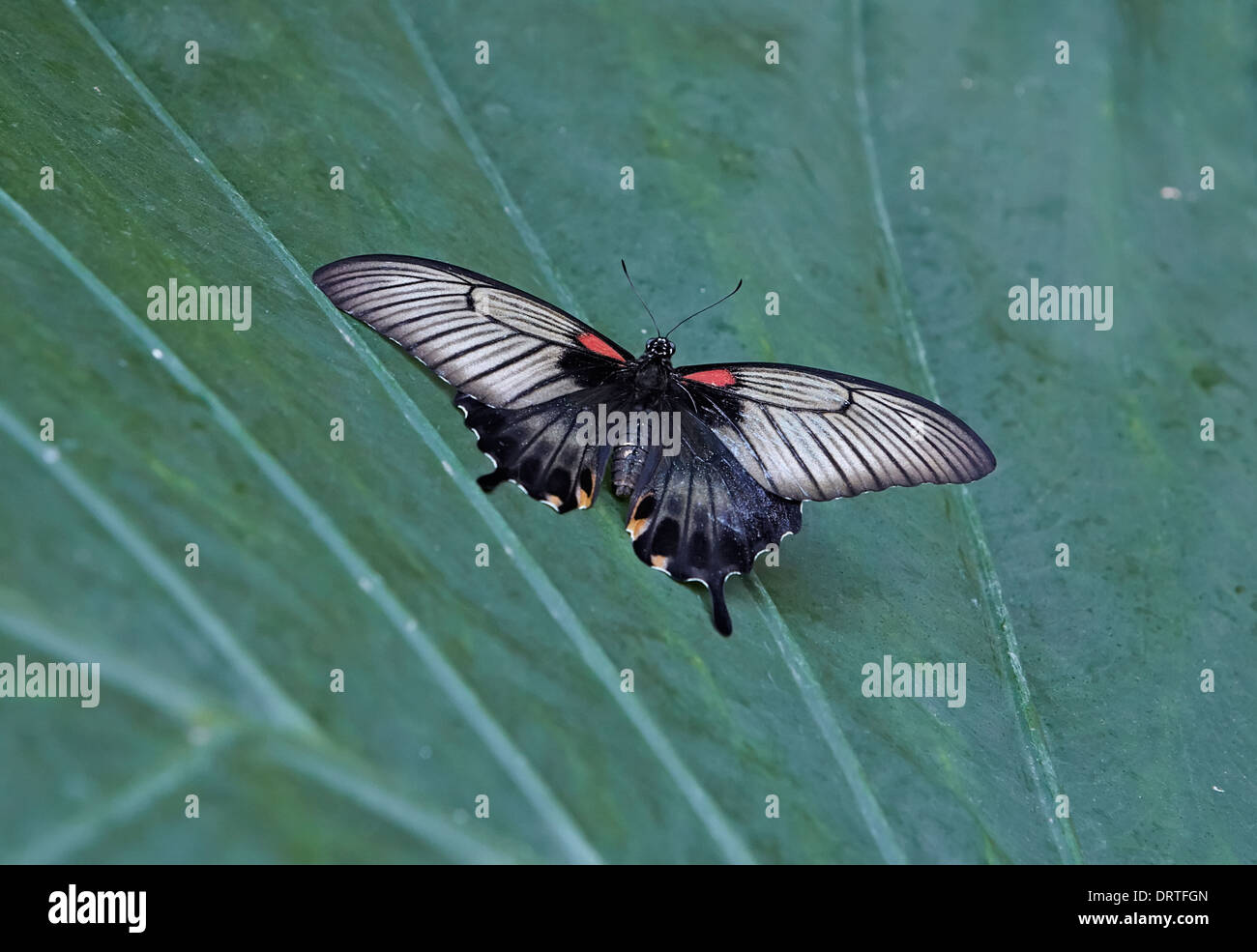 Philippines butterfly hi-res stock photography and images - Alamy