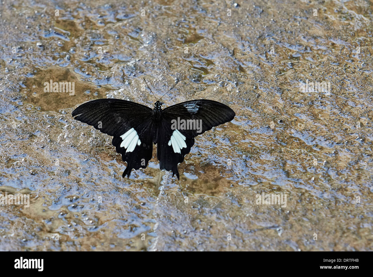 Black and White Helen butterfly Papilio nephelus sunatus from the ...