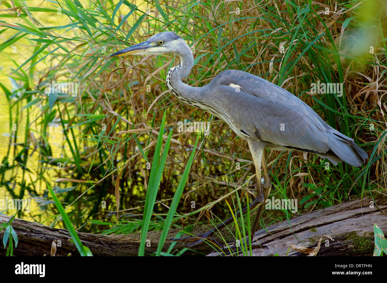 Thickets grass hi-res stock photography and images - Alamy