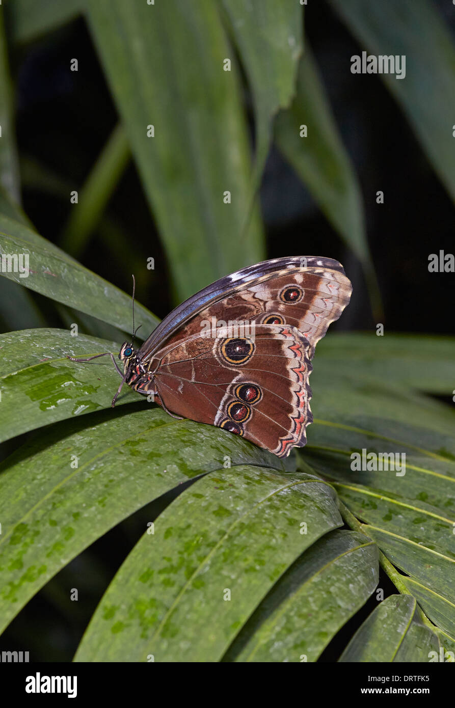 Blue Morpho Morpho peleides or Common Morpho or Emperor butterfly ...