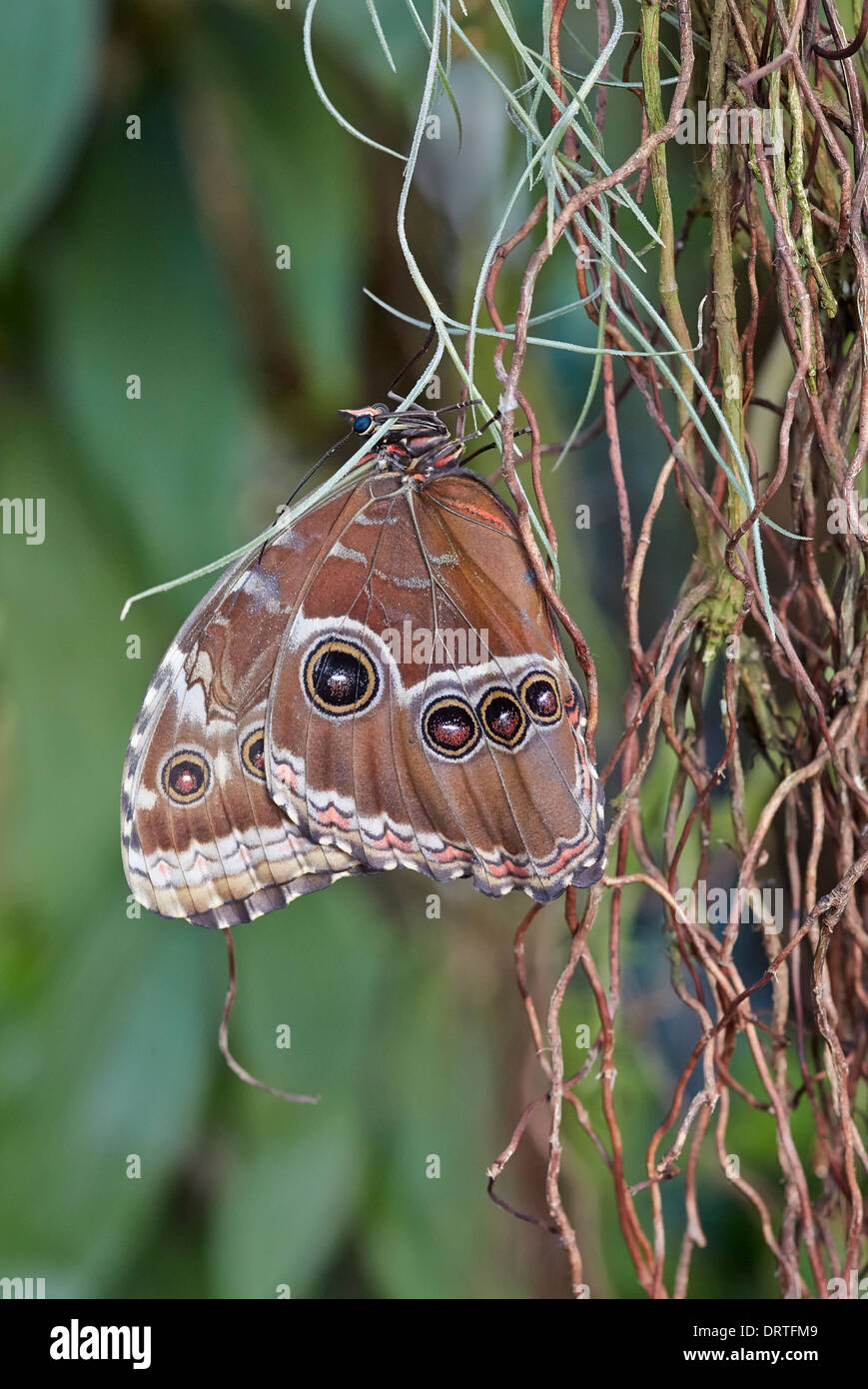 Blue Morpho Morpho peleides or Common Morpho or Emperor butterfly ...