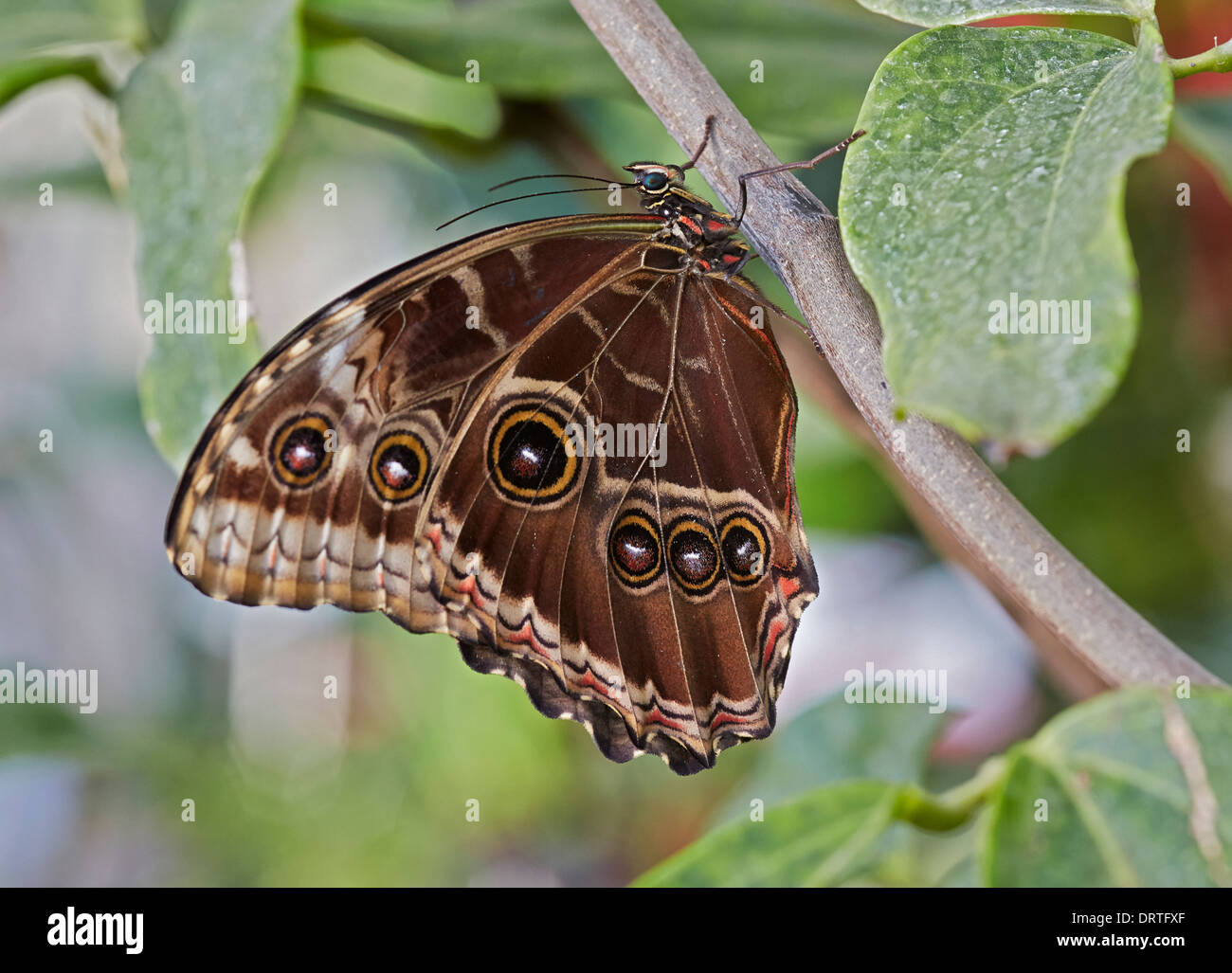 Blue Morpho Morpho peleides or Common Morpho or Emperor butterfly ...