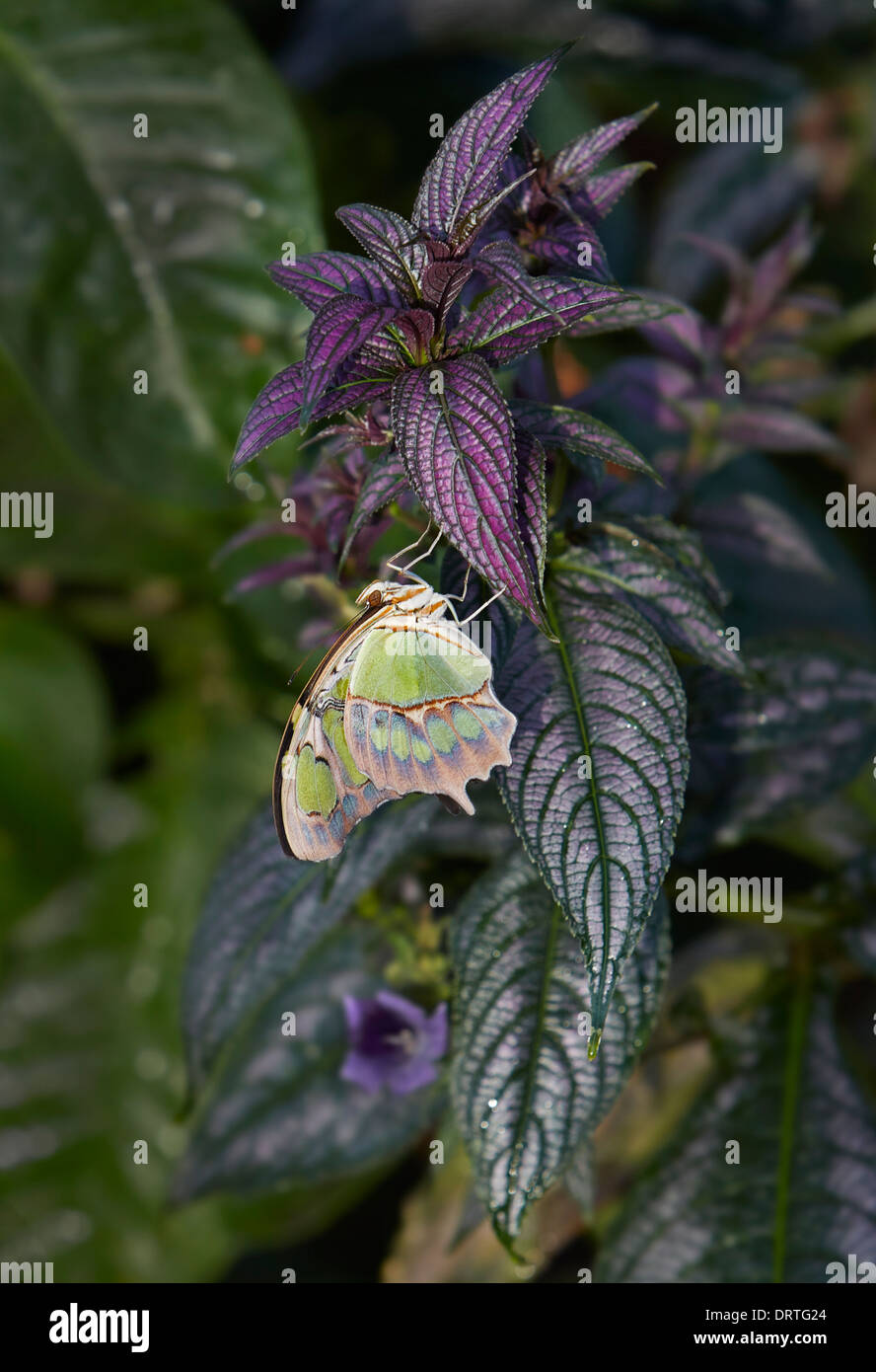 Nymphalidae family hi-res stock photography and images - Alamy