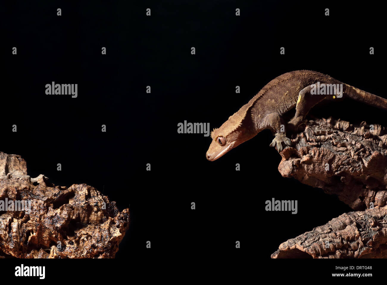 Crested Gecko Jumping