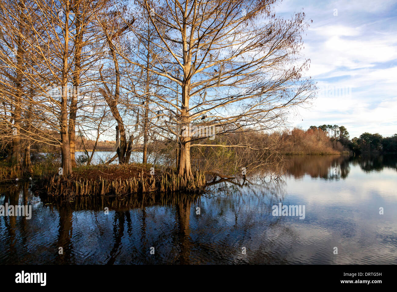 Cypress trees on an island bird roost at sunset in Lake Alice on the ...