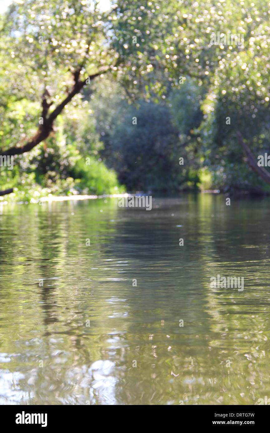 Forest river scene with trees over the water Stock Photo - Alamy