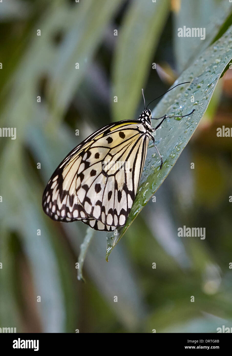 Rice paper butterfly hi-res stock photography and images - Alamy