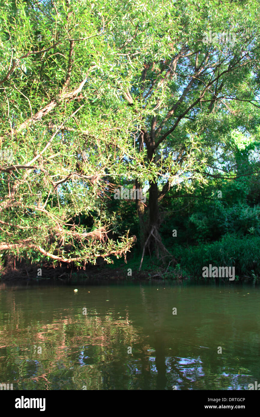 Forest river scene with trees over the water Stock Photo - Alamy