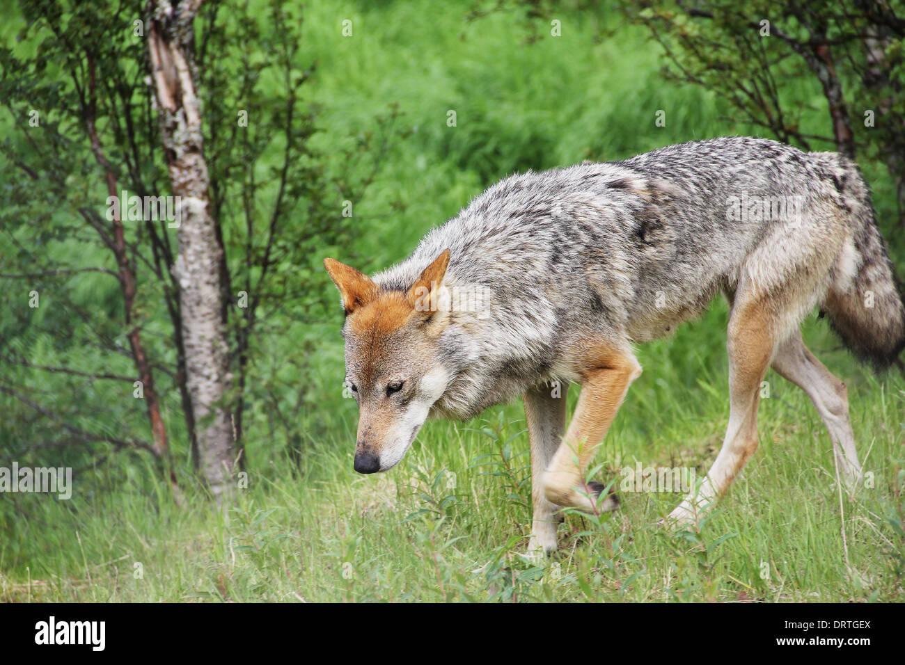 Wild Gray Wolf in forest close-up Stock Photo - Alamy