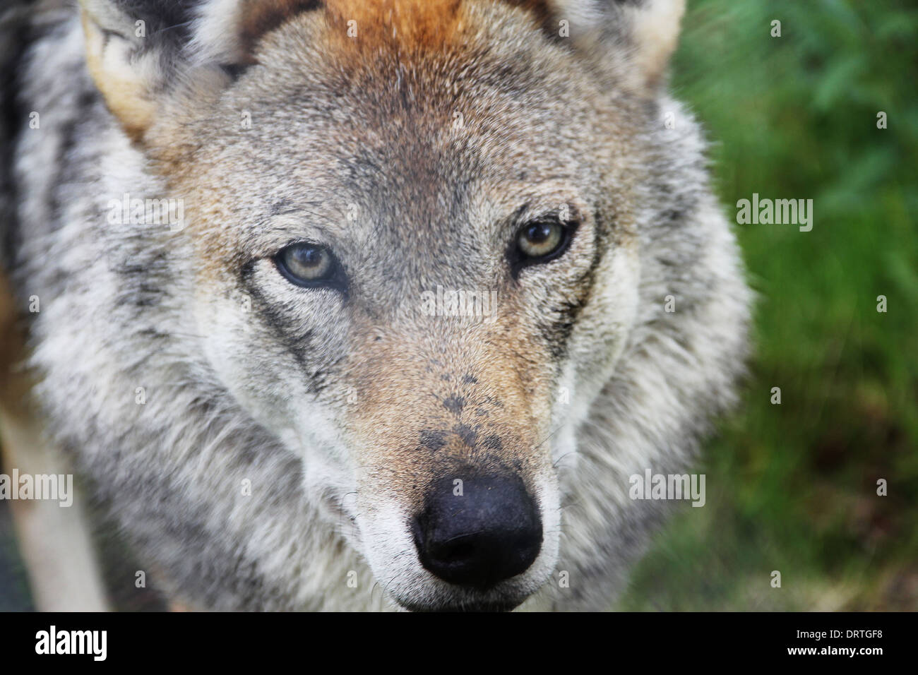Wolf close up portrait hi-res stock photography and images - Alamy