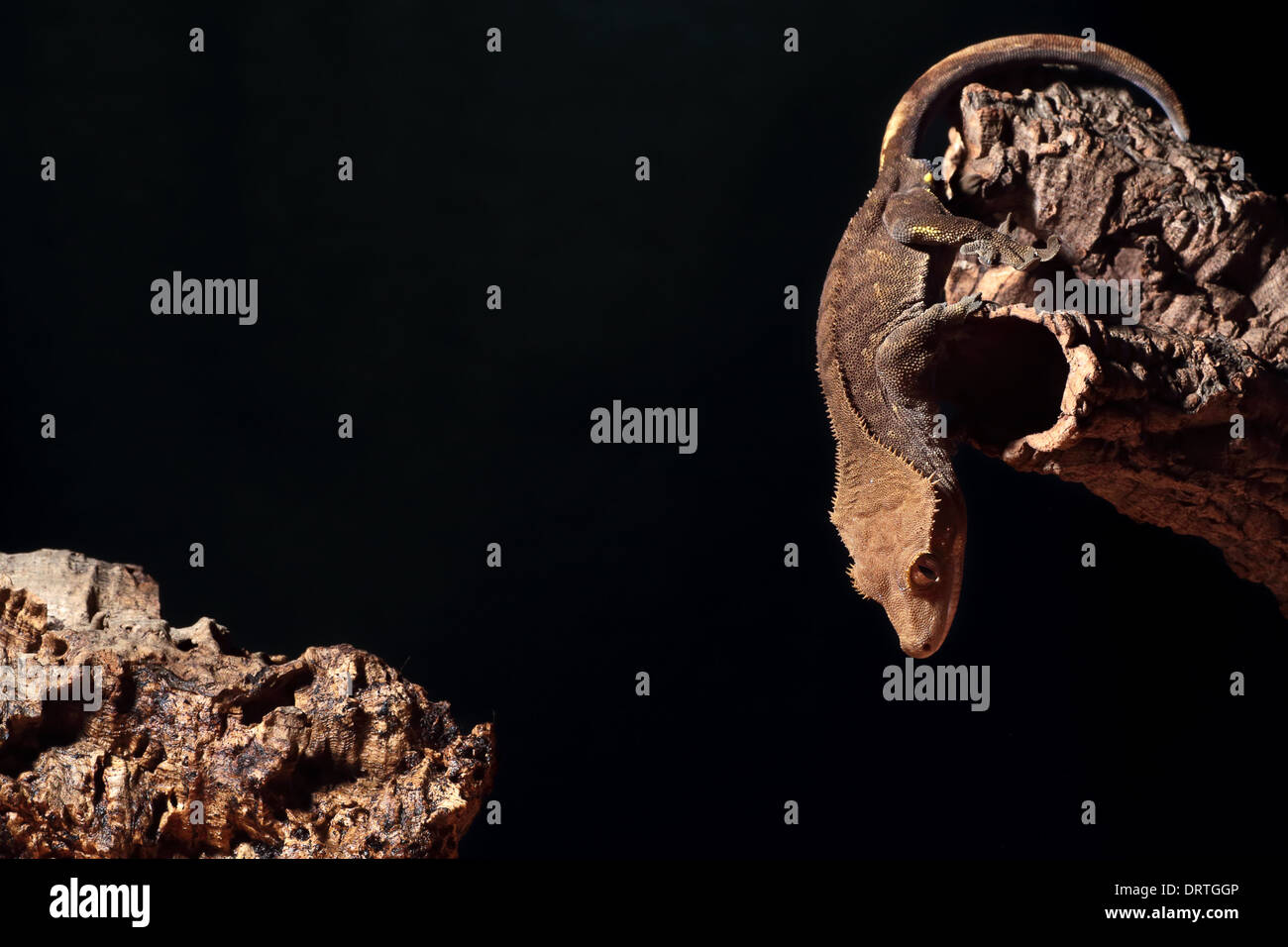 A new Caledonian crested gecko (Rhacodactylus ciliatus) ready to jump ...