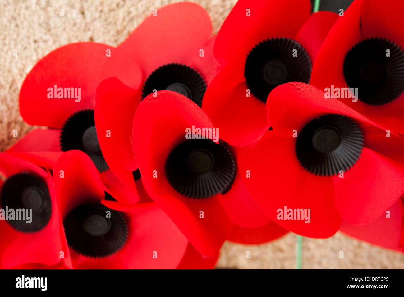 Poppy day great remembrance war world flanders Stock Photo - Alamy