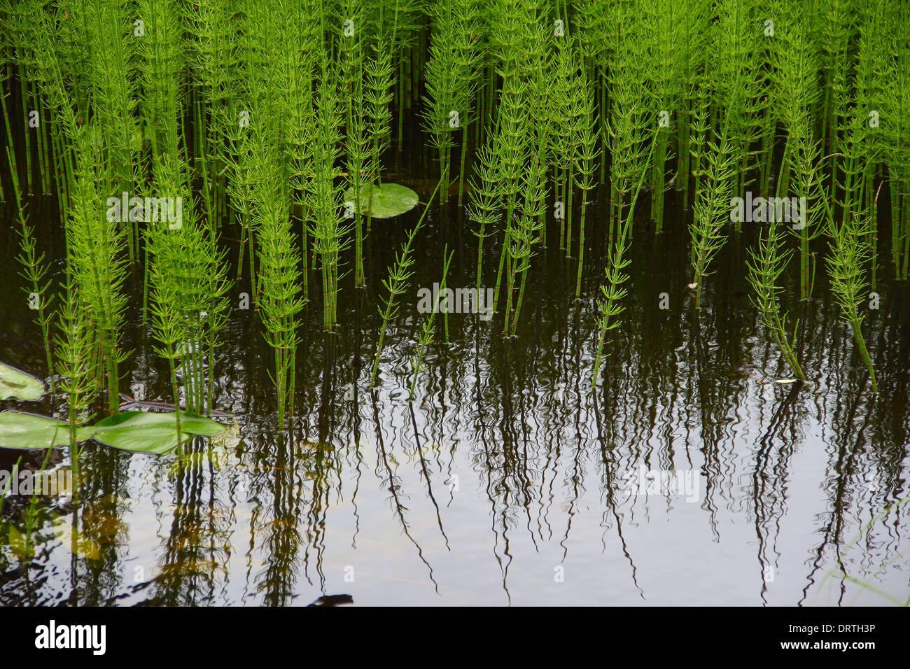 Pond with water plants natural background Stock Photo - Alamy