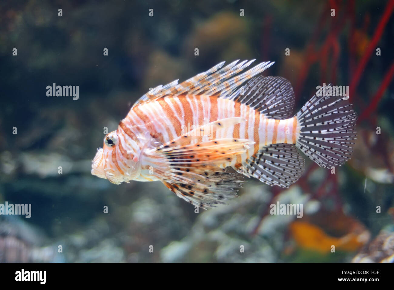 Sea life from London Aquarian Stock Photo - Alamy