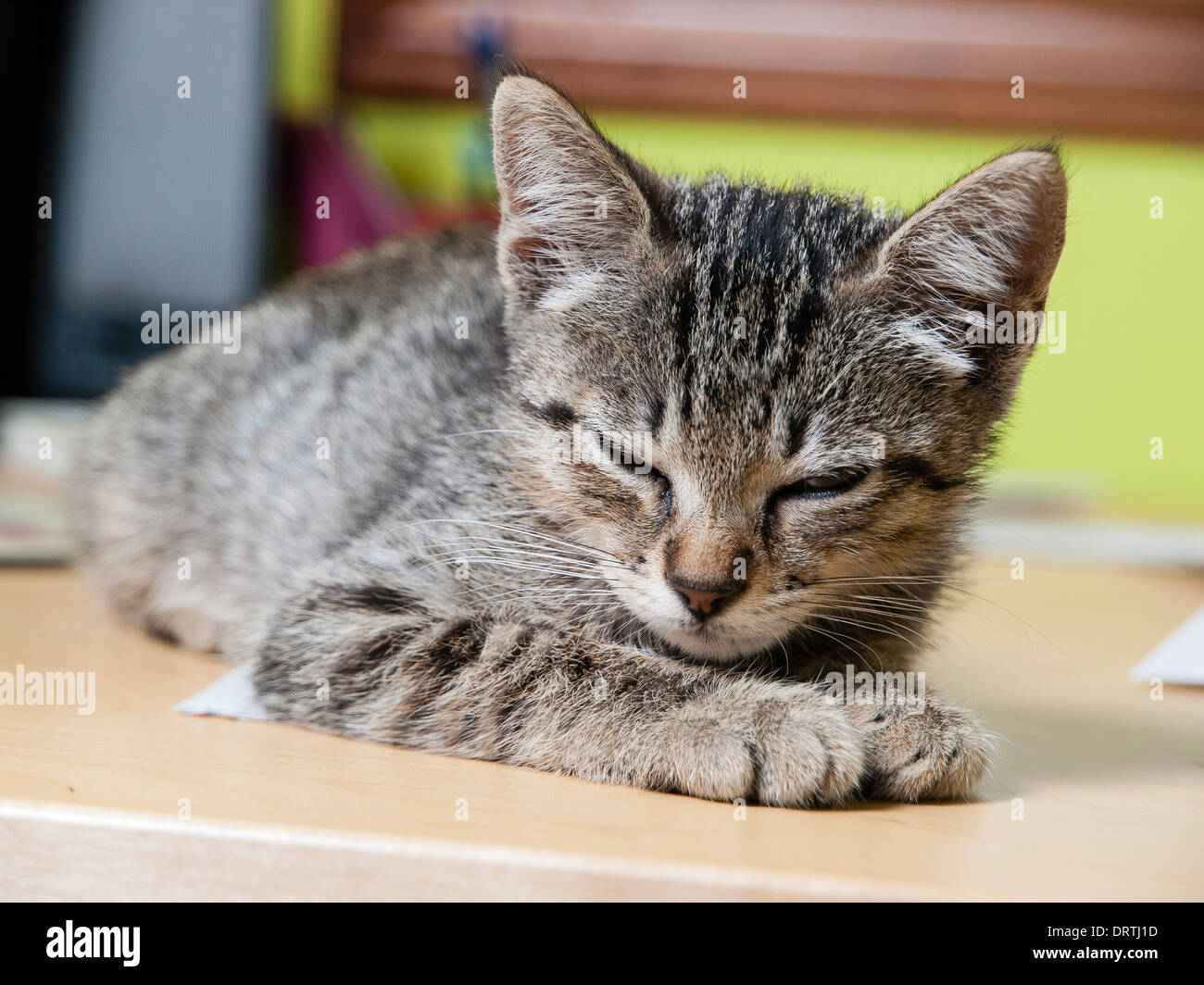 Cat eyes closed hi-res stock photography and images - Alamy