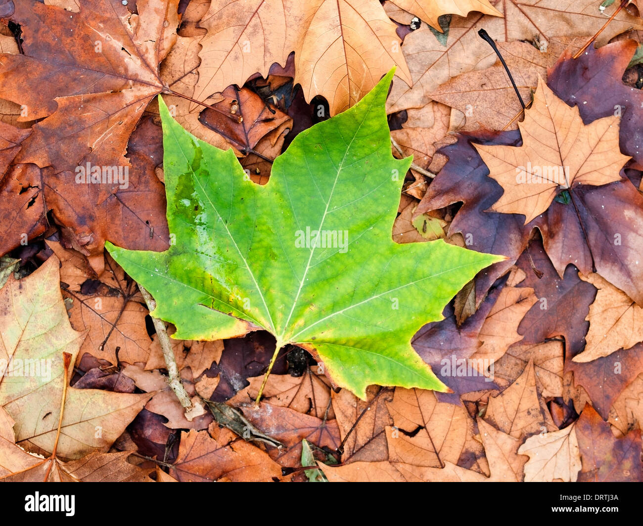 Background leaves with a green leave in the center Stock Photo - Alamy