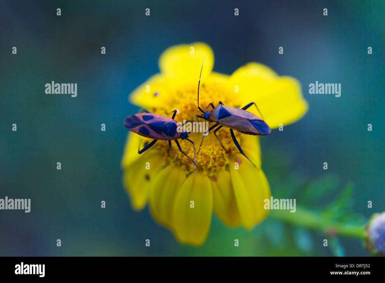 male and female bug on a flower flirting Stock Photo - Alamy