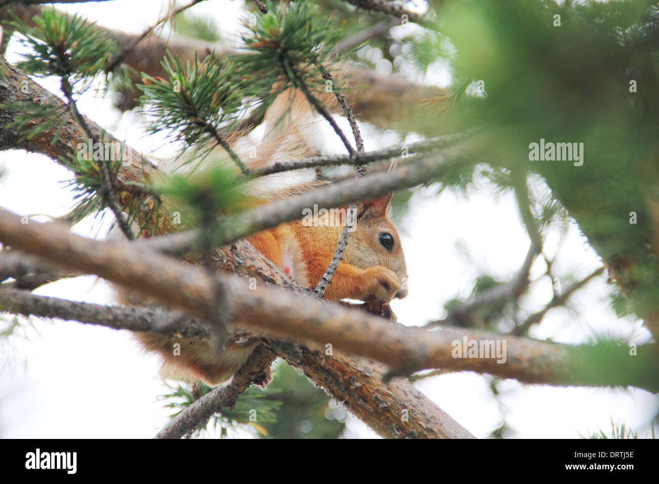 Red fox sitting on snow hi-res stock photography and images - Alamy