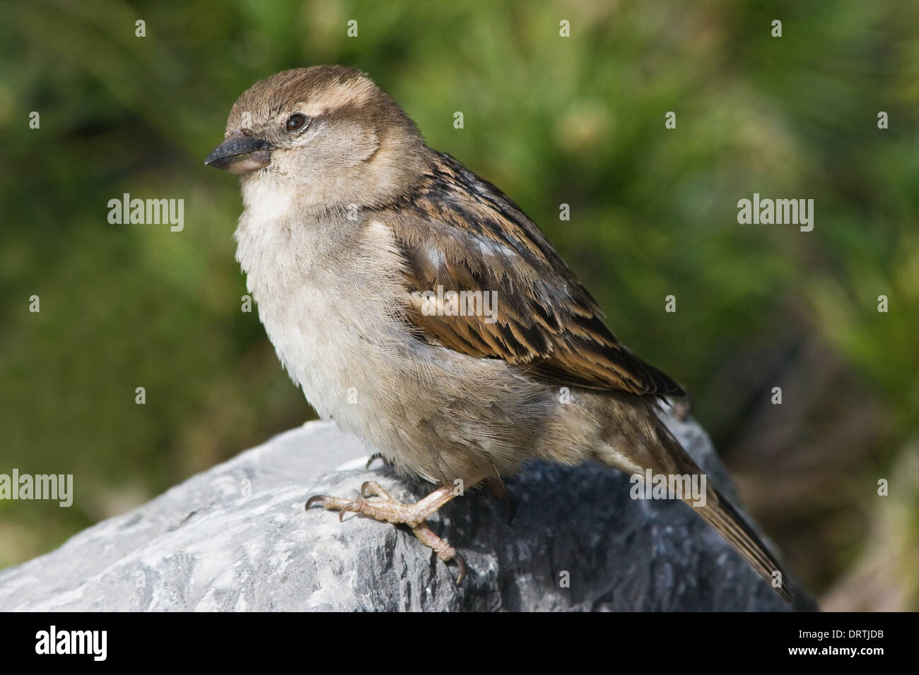 Sparrow sitting on a stone hi-res stock photography and images - Alamy
