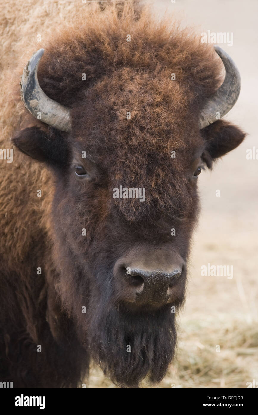 Portrait of American bison or buffalo looking up Stock Photo - Alamy