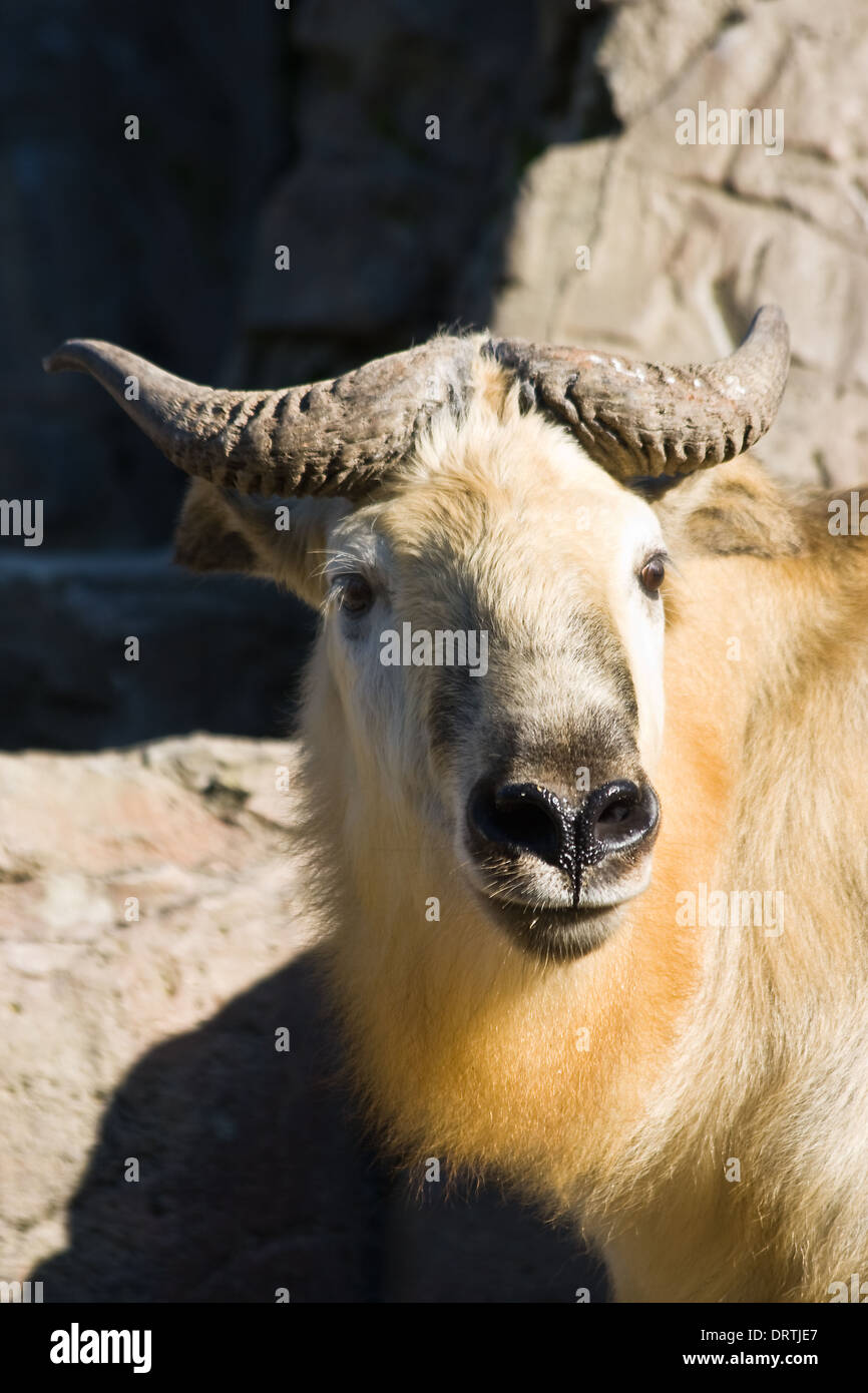 Tibetan takin or Sichuantakin goat-antelope, living in forests of the ...