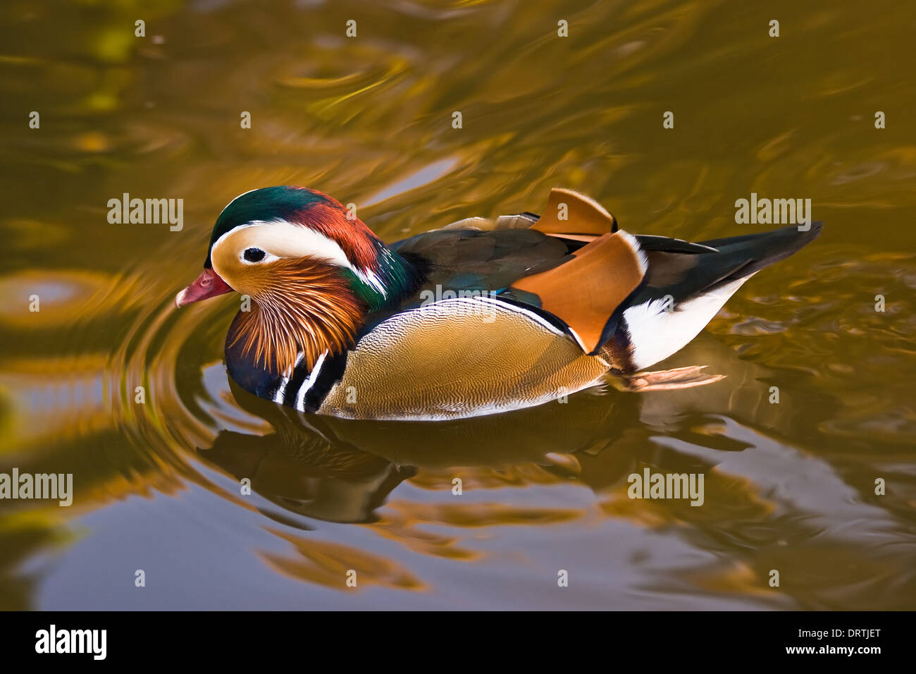 Mandarin duck colors hi-res stock photography and images - Alamy