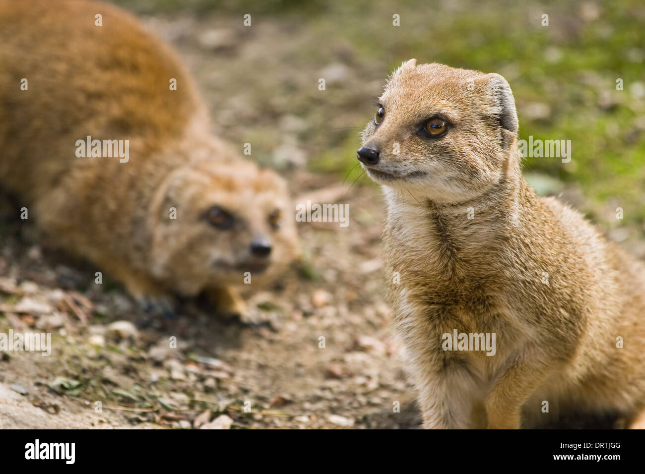 Mongoose and teeth hi-res stock photography and images - Alamy
