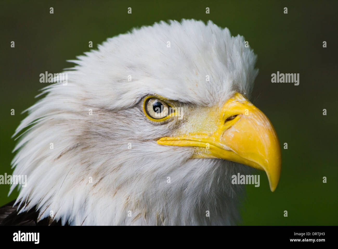 White hawk hi-res stock photography and images - Alamy