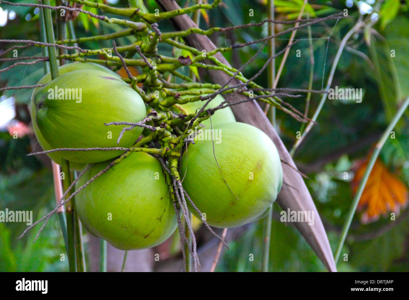 Green coconut at tropical palm tree close up Stock Photo - Alamy