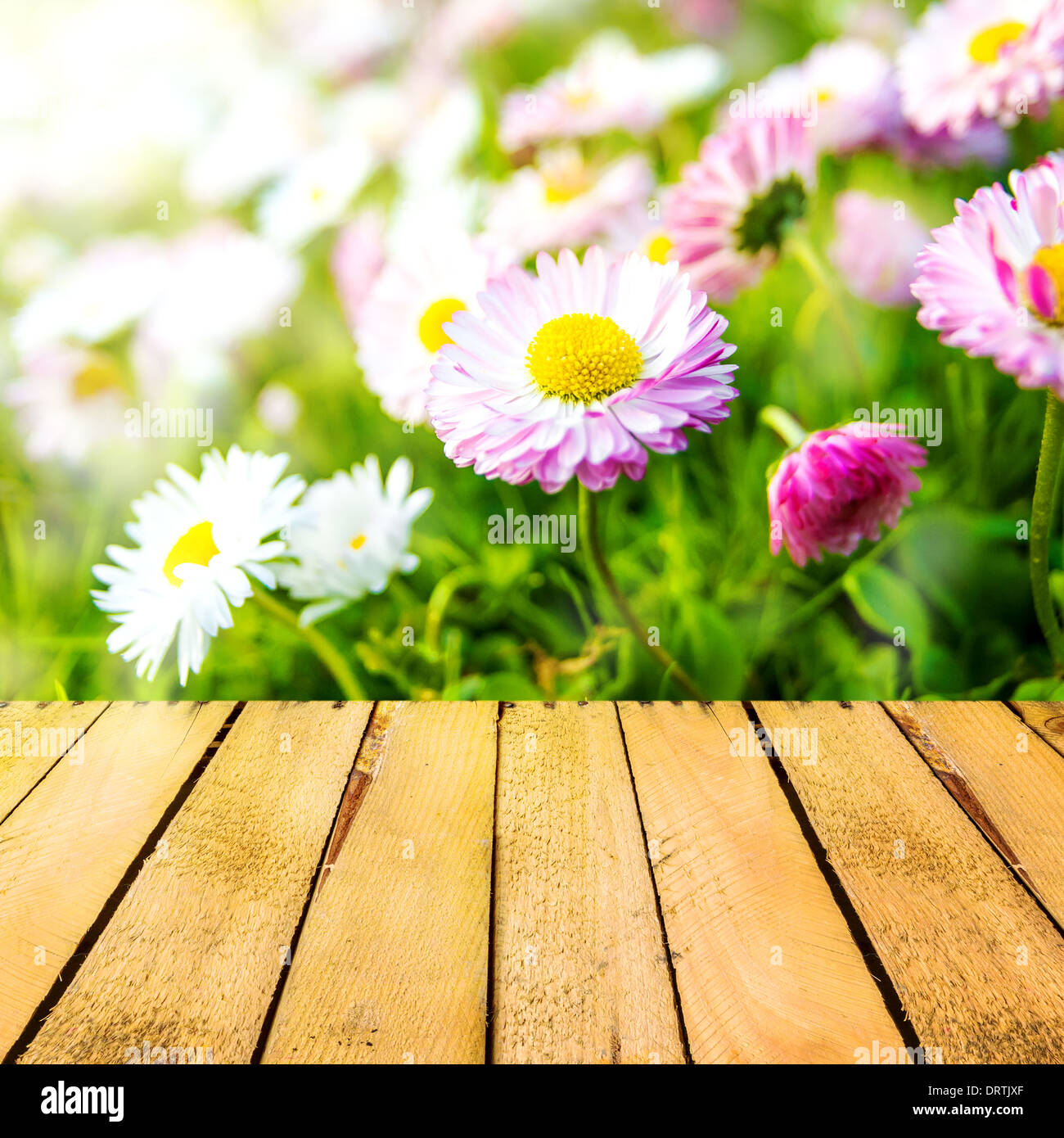 Spring background with daisies and a wooden panel Stock Photo - Alamy