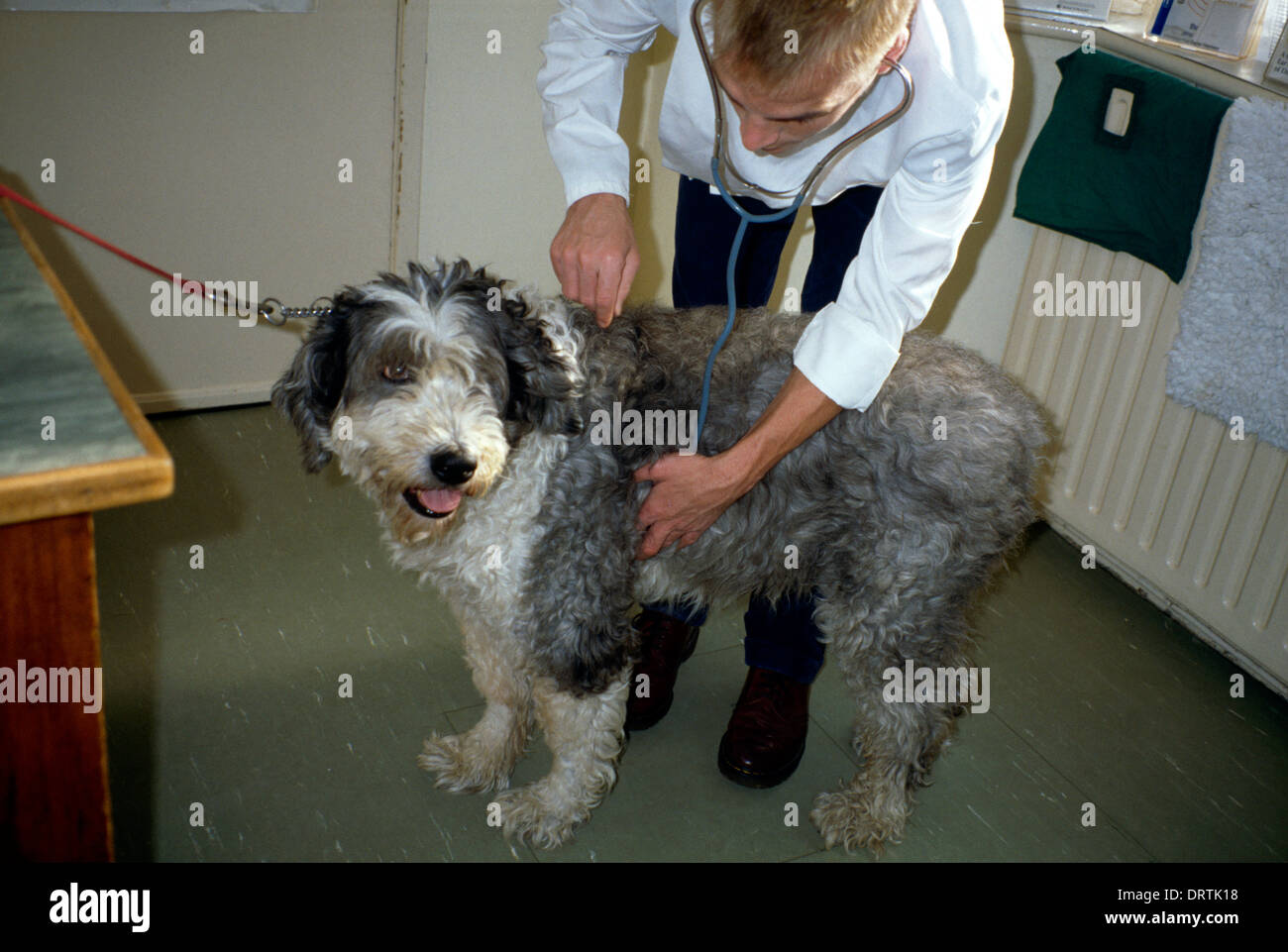 English vet hi-res stock photography and images - Alamy