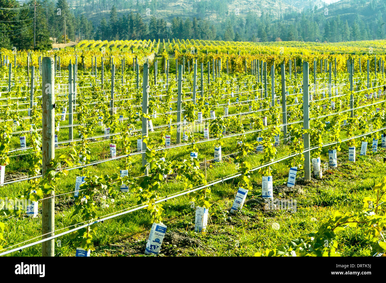 Mature vineyard hi-res stock photography and images - Alamy