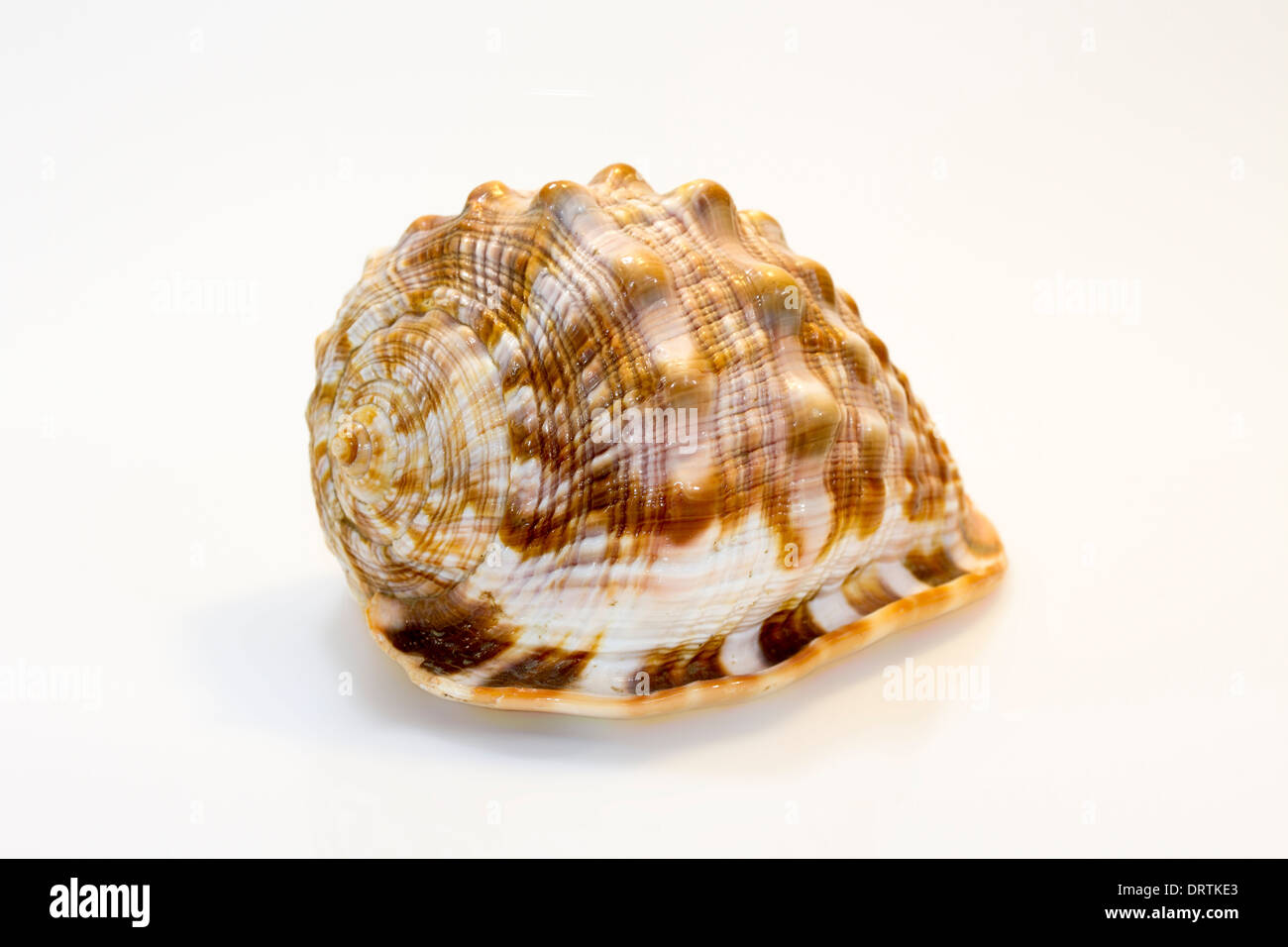 Scotch bonnet shell hi-res stock photography and images - Alamy