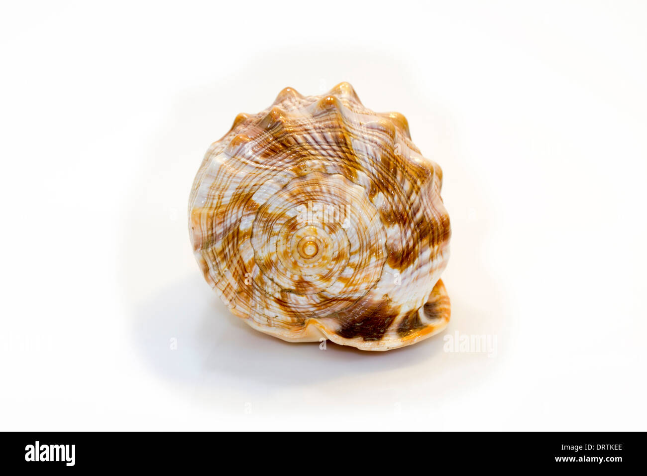 Scotch bonnet shell hi-res stock photography and images - Alamy