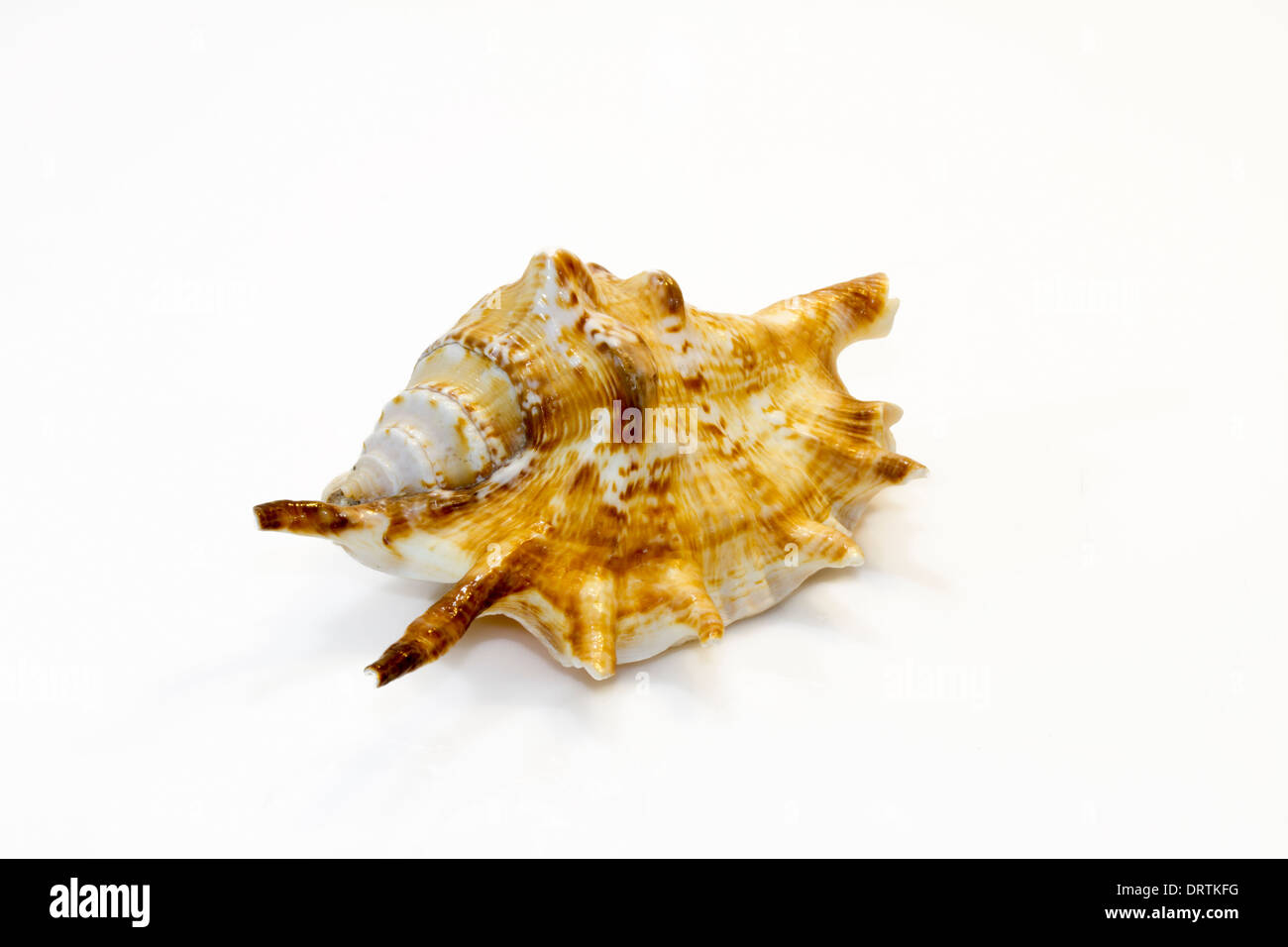 Scotch bonnet shell hi-res stock photography and images - Alamy