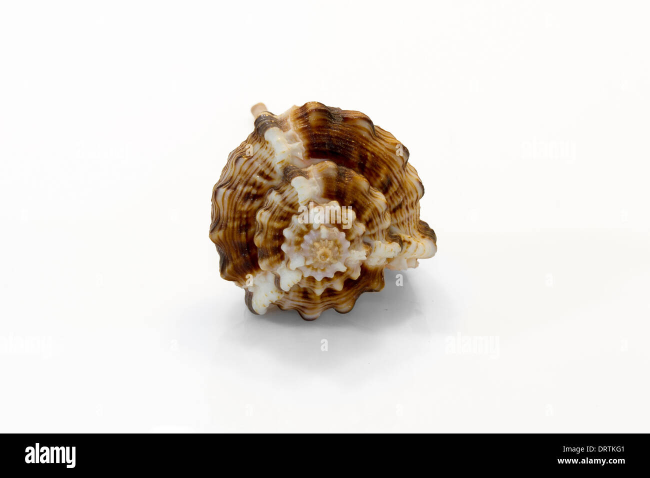 Scotch bonnet shell hi-res stock photography and images - Alamy