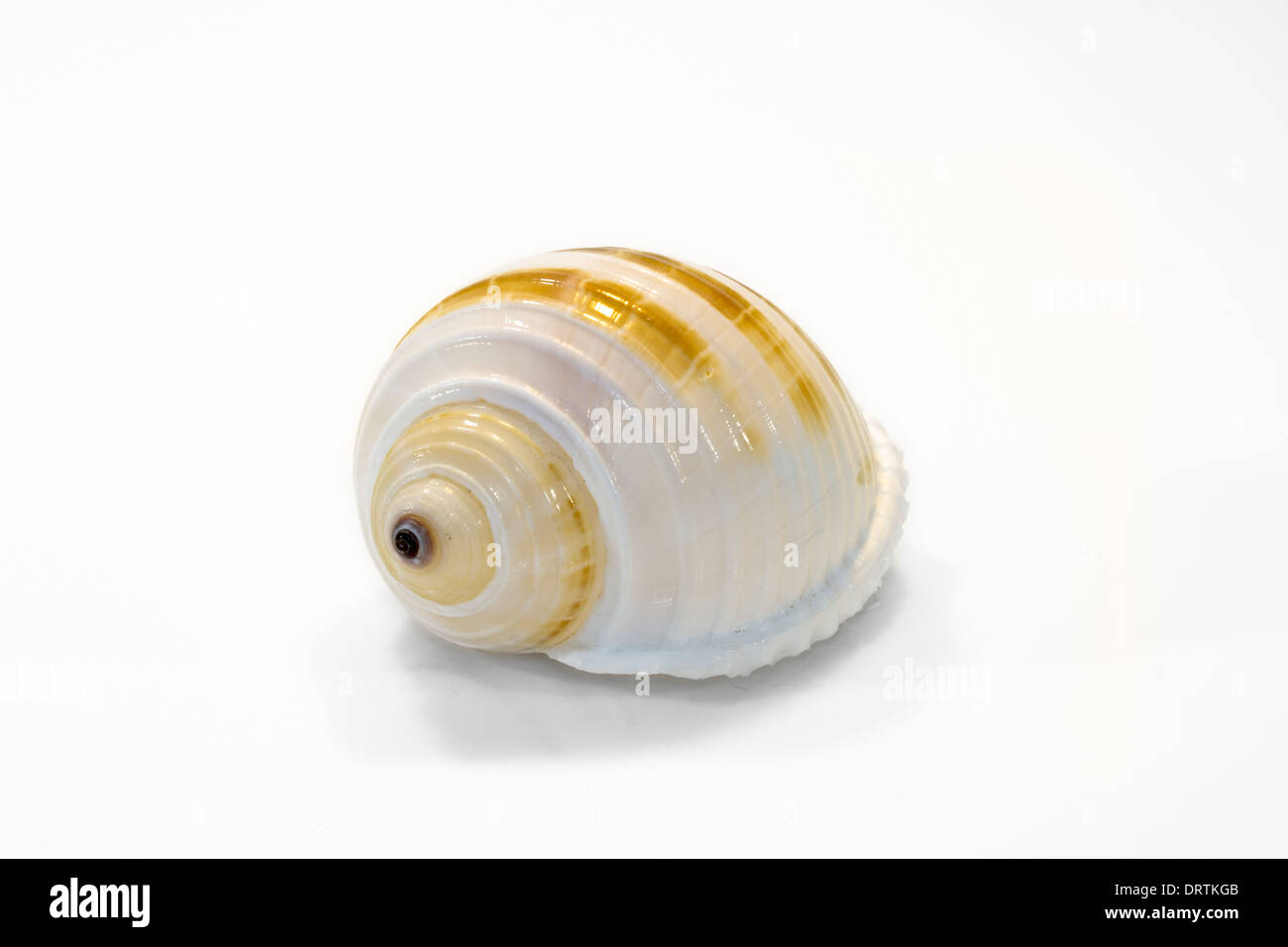 Scotch bonnet shell hi-res stock photography and images - Alamy