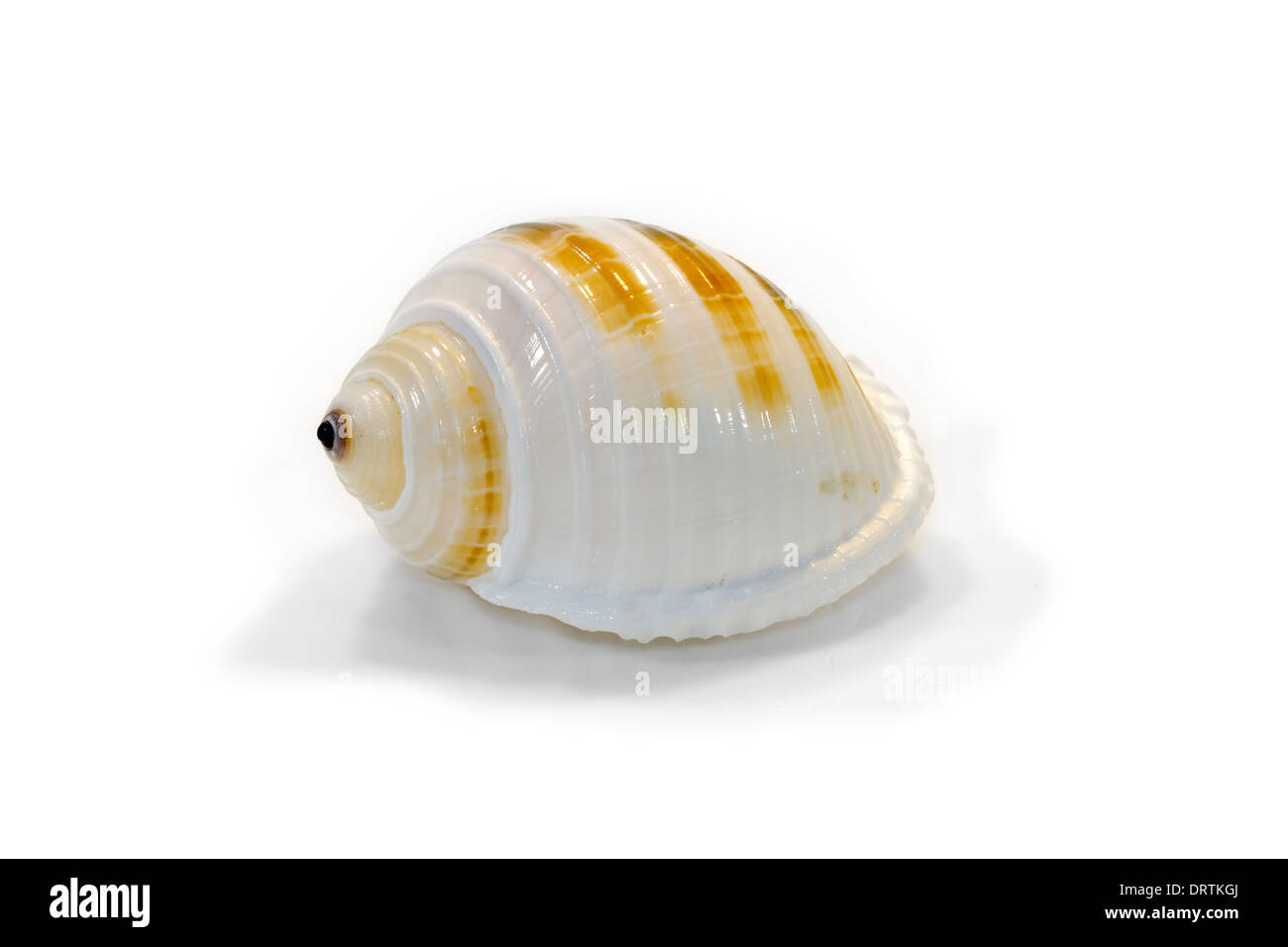Scotch bonnet shell hi-res stock photography and images - Alamy