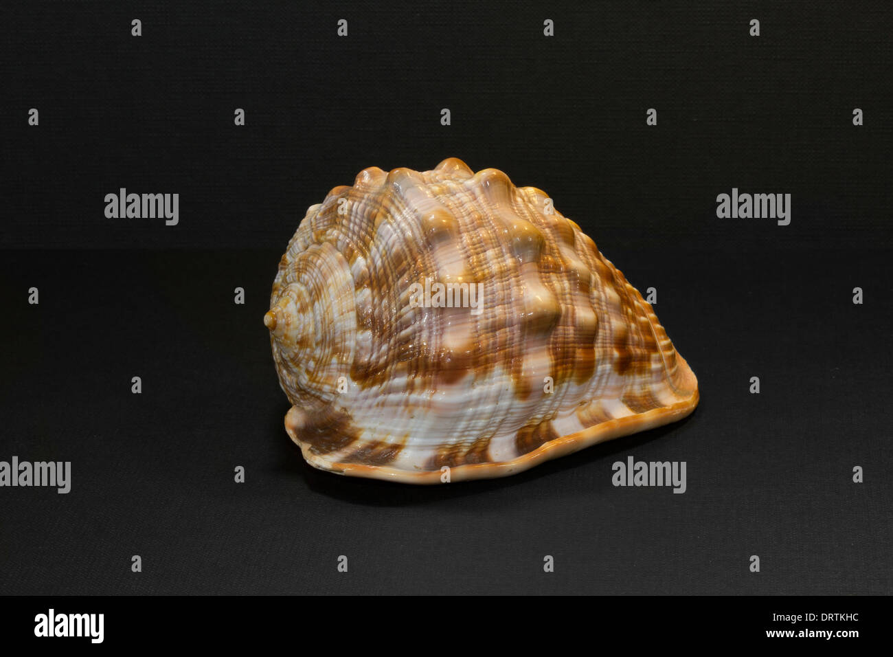 Scotch bonnet shell hi-res stock photography and images - Alamy