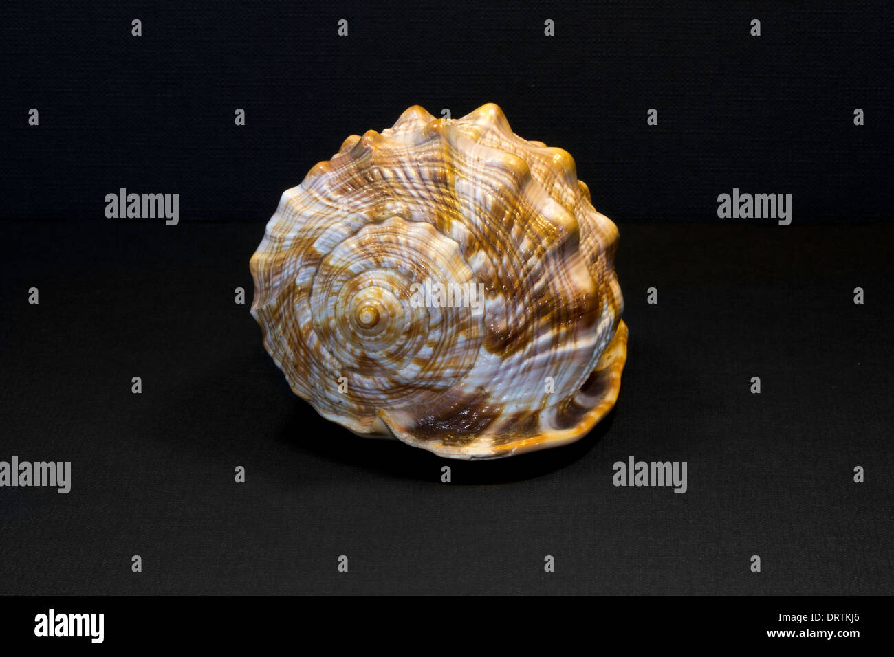 Scotch bonnet shell hi-res stock photography and images - Alamy