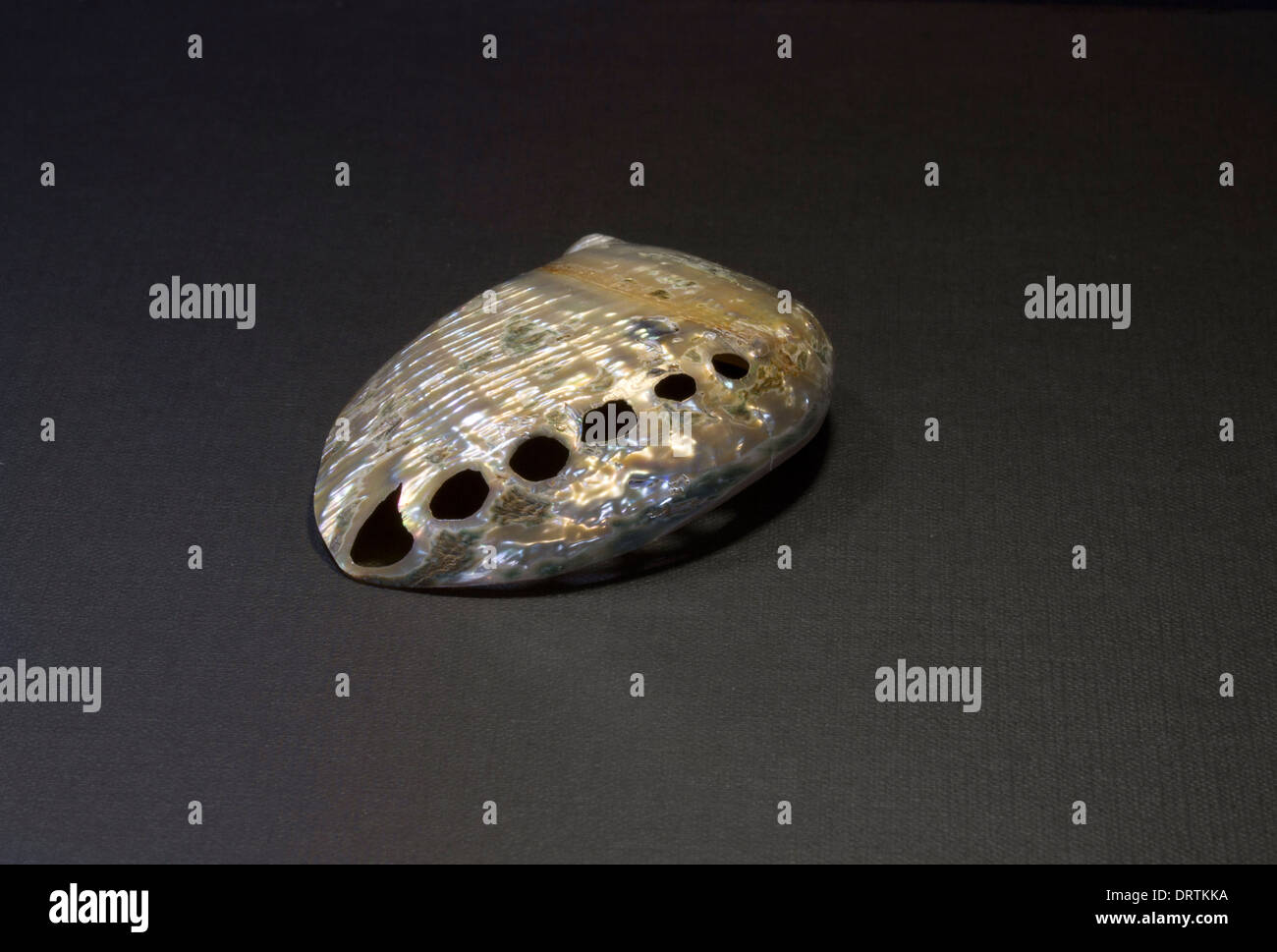 Scotch bonnet shell hi-res stock photography and images - Alamy