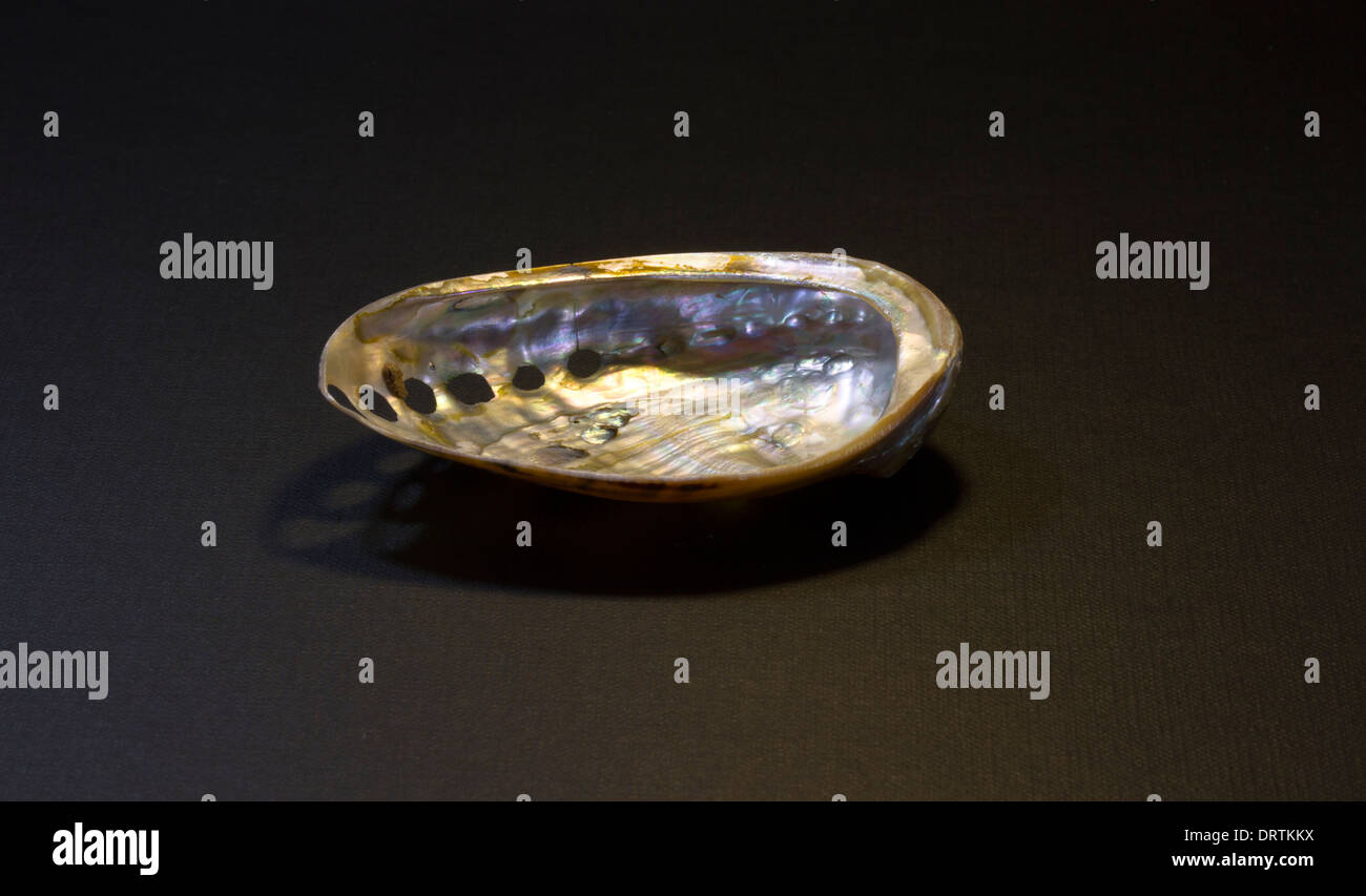 Scotch bonnet shell hi-res stock photography and images - Alamy