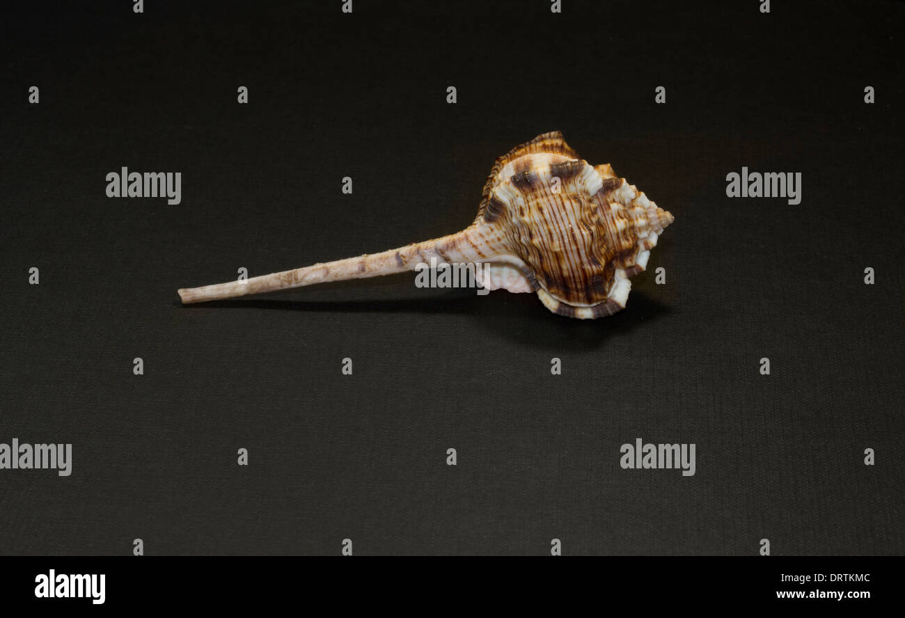 Scotch bonnet shell hi-res stock photography and images - Alamy