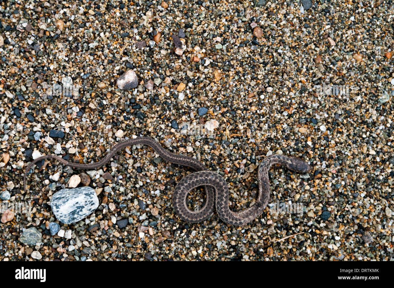 Snake shedding skin hi-res stock photography and images - Alamy