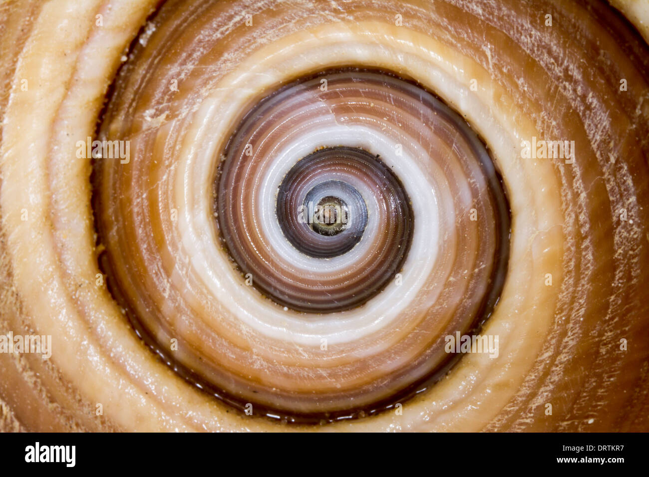 Perfect spiral hi-res stock photography and images - Alamy