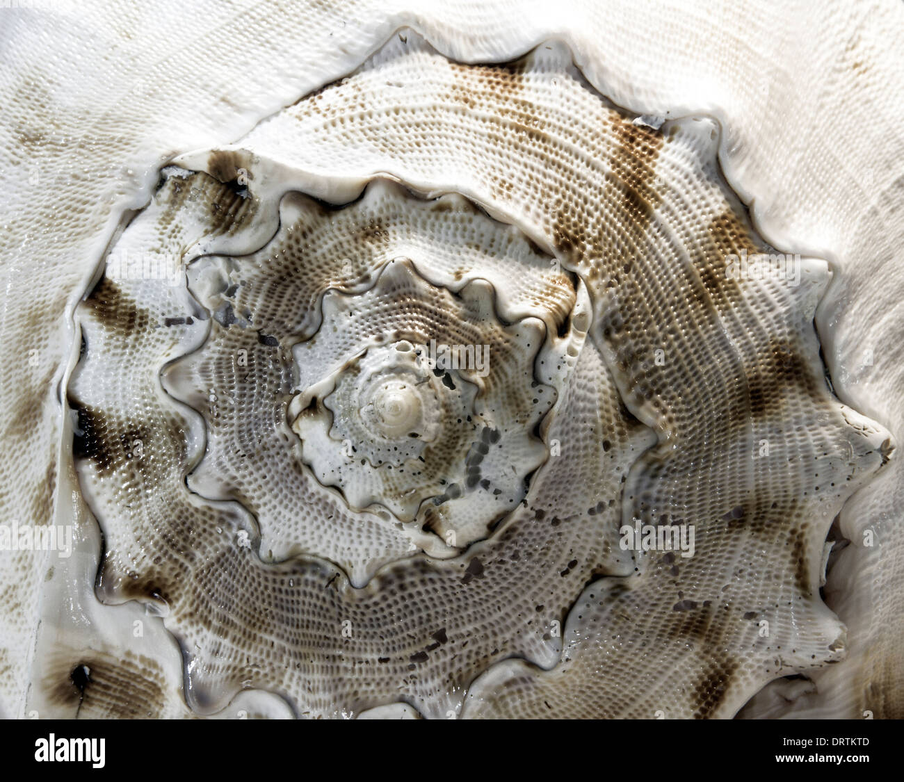 Scotch bonnet shell hi-res stock photography and images - Alamy